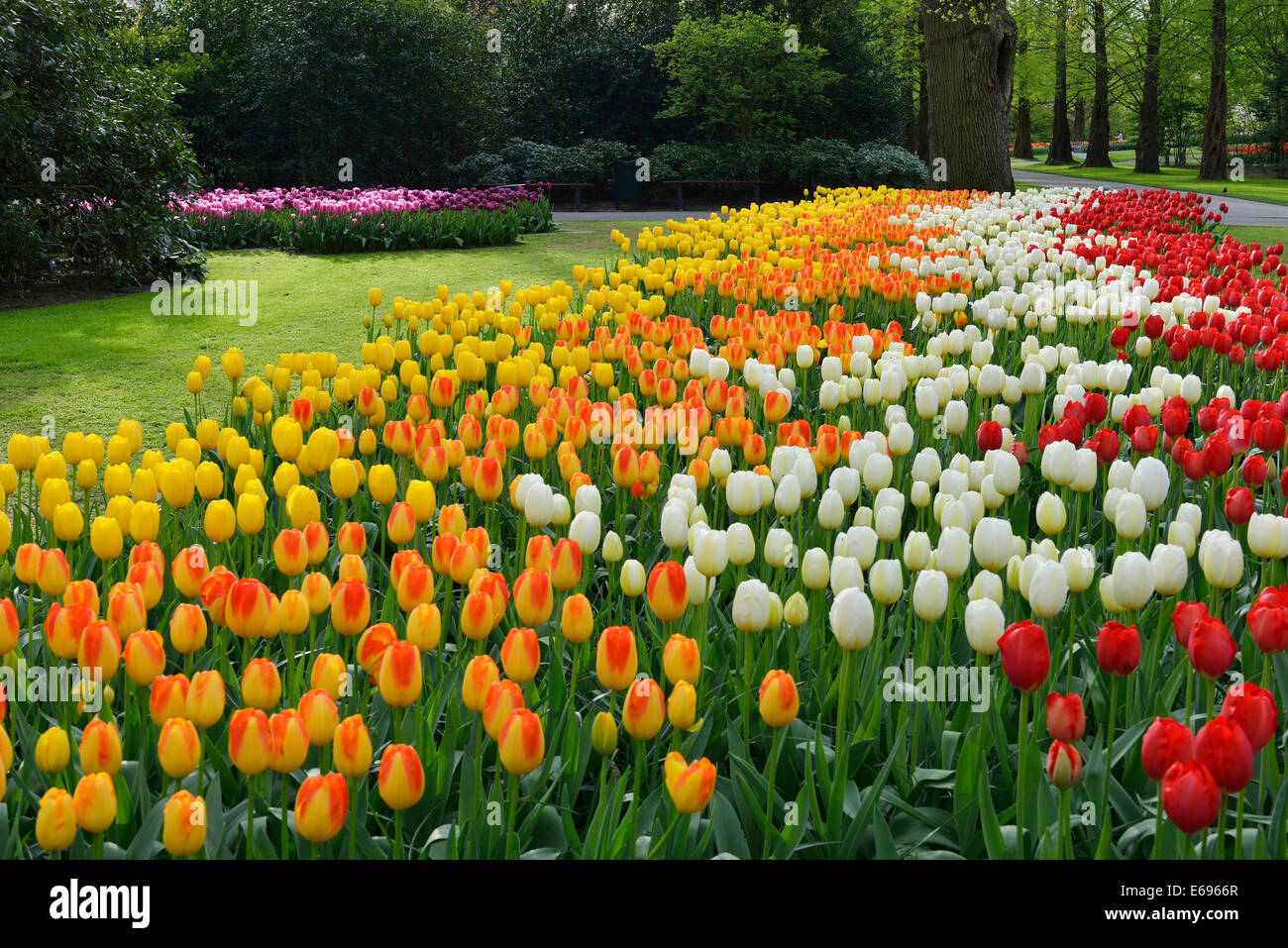 Tulips (Tulipa hybrids) at Keukenhof, Lisse, South Holland, Netherlands ...