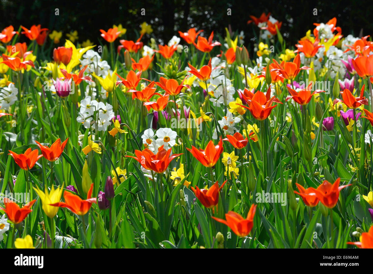 Tulips (Tulipa hybrids) at Keukenhof, Lisse, South Holland, Netherlands ...