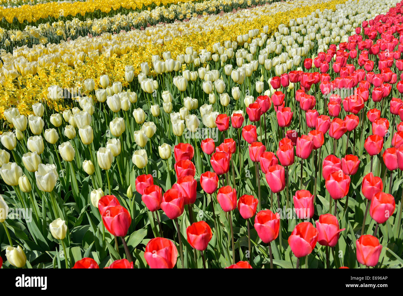 Tulips (Tulipa hybrids) at Keukenhof, Lisse, South Holland, Netherlands ...