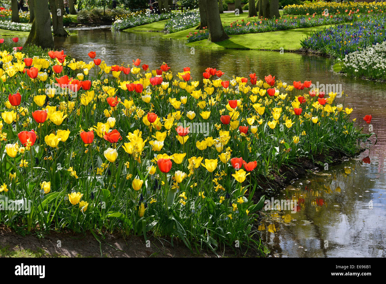 Tulips (Tulipa hybrids) at Keukenhof, Lisse, South Holland, Netherlands ...