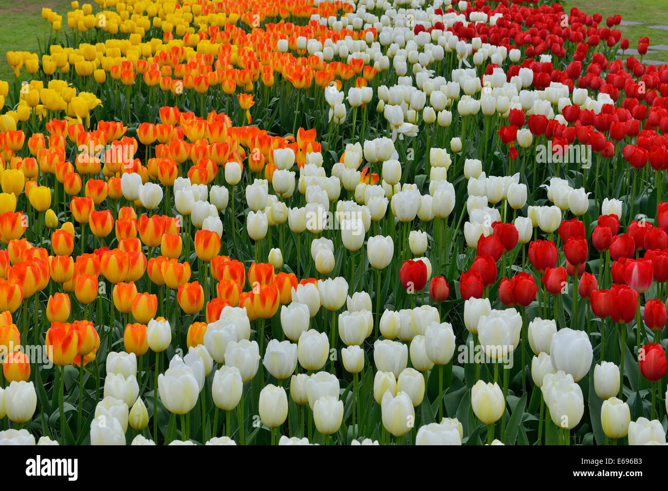 Tulips (Tulipa hybrids) at Keukenhof, Lisse, South Holland, Netherlands ...