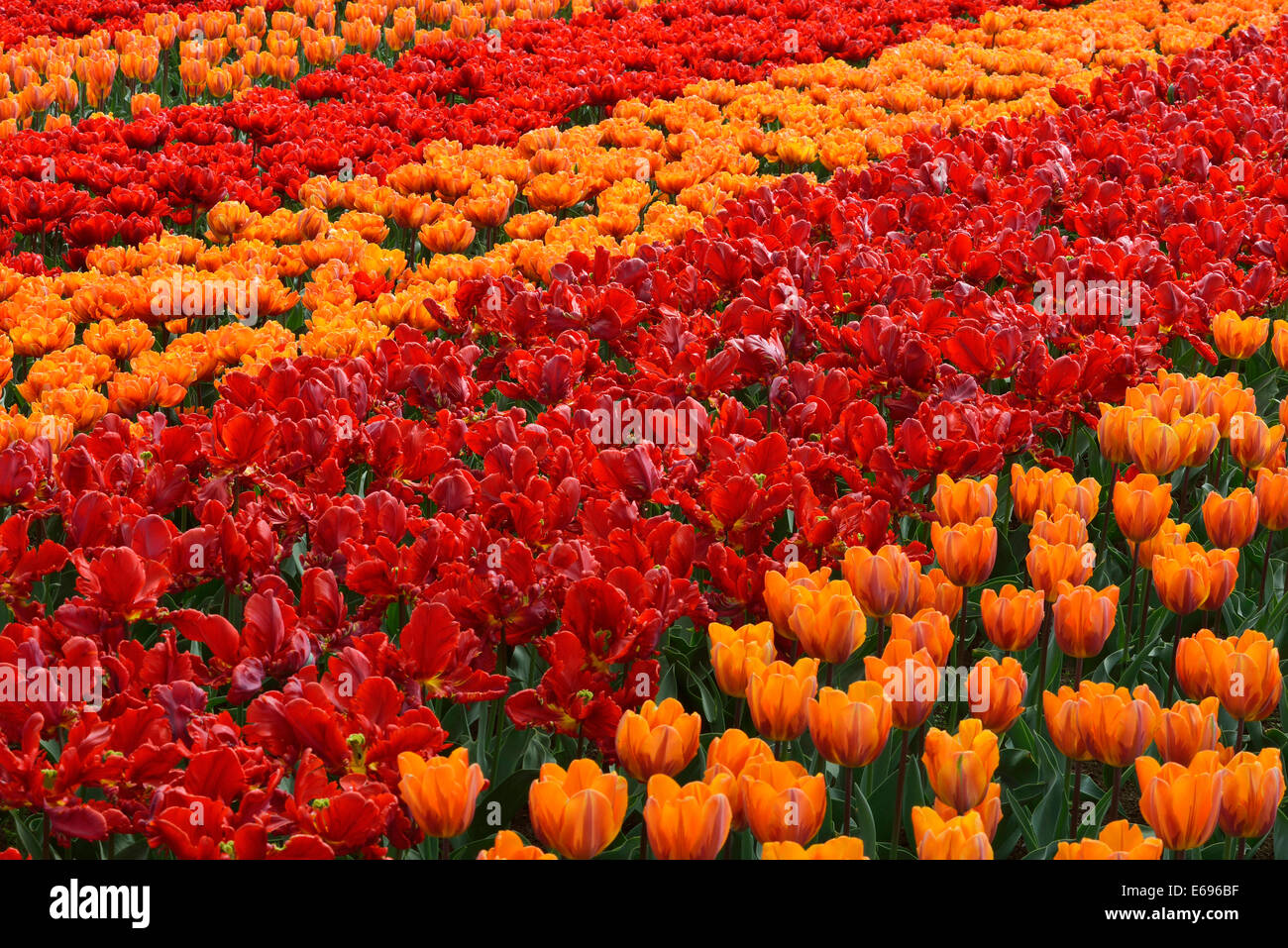 Tulips (Tulipa hybrids) at Keukenhof, Lisse, South Holland, Netherlands ...