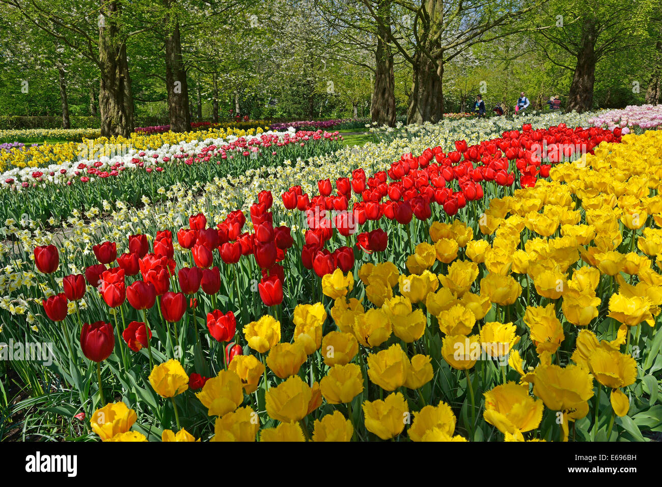 Tulips (Tulipa hybrids) at Keukenhof, Lisse, South Holland, Netherlands ...