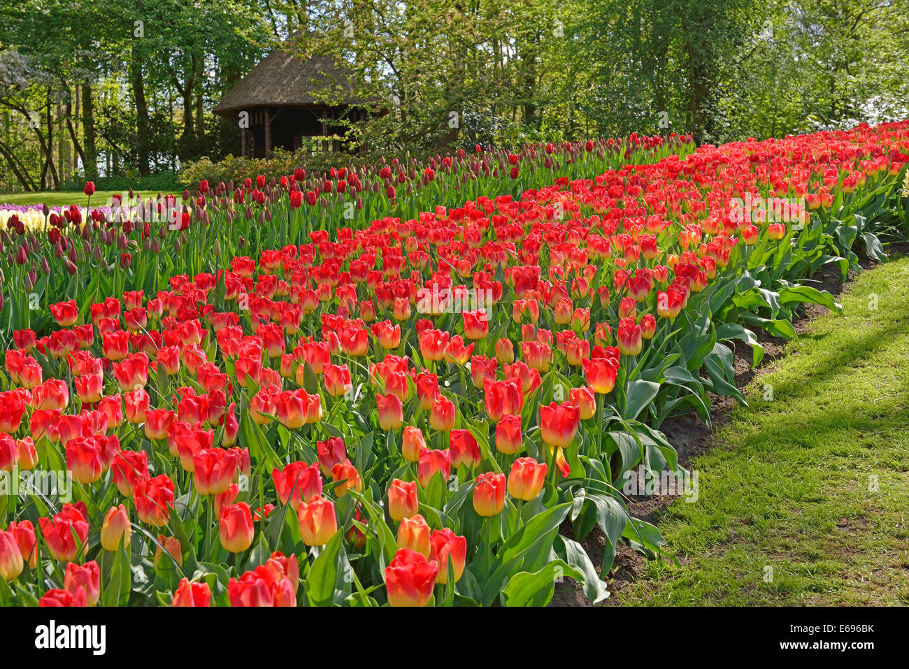 Tulips (Tulipa hybrids) at Keukenhof, Lisse, South Holland, Netherlands ...
