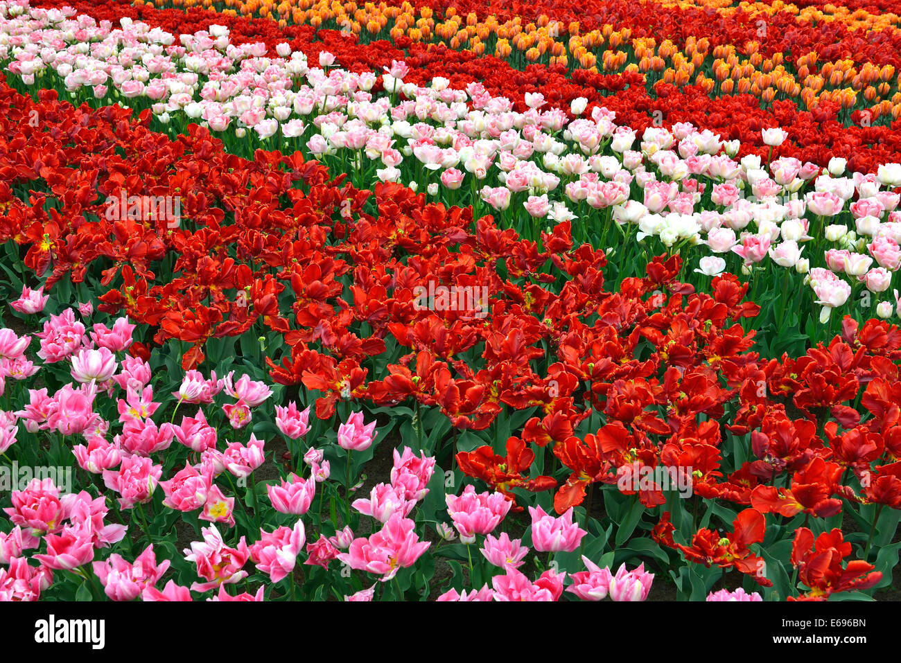 Tulips (Tulipa hybrids) at Keukenhof, Lisse, South Holland, Netherlands ...