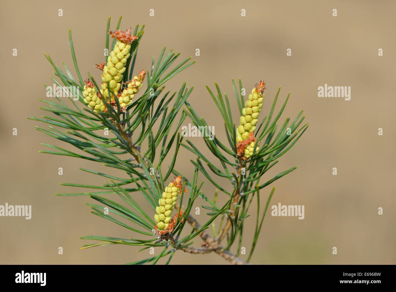 Pollen cones of a Scots Pine (Pinus sylvestris), Emsland, Lower Saxony ...
