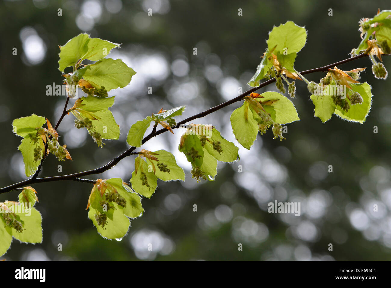 European Beech or Common Beech (Fagus sylvatica), flowers, Emsland ...