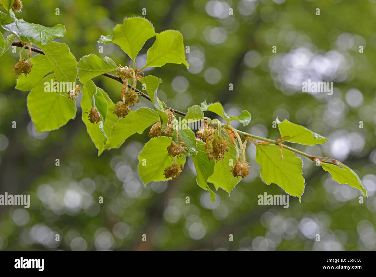 European Beech or Common Beech (Fagus sylvatica), flowers, Emsland ...