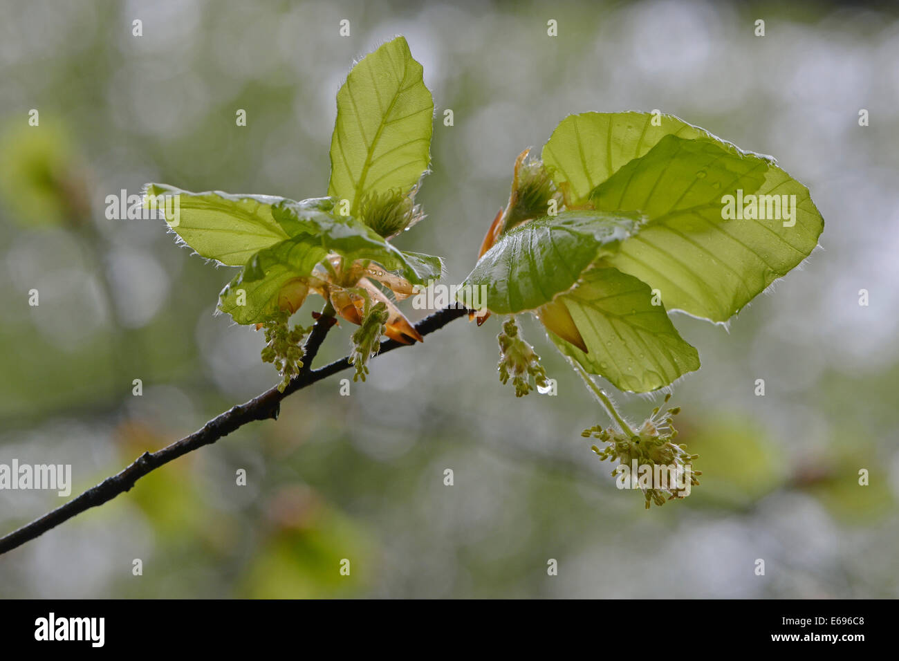 European Beech or Common Beech (Fagus sylvatica), flowers, Emsland ...