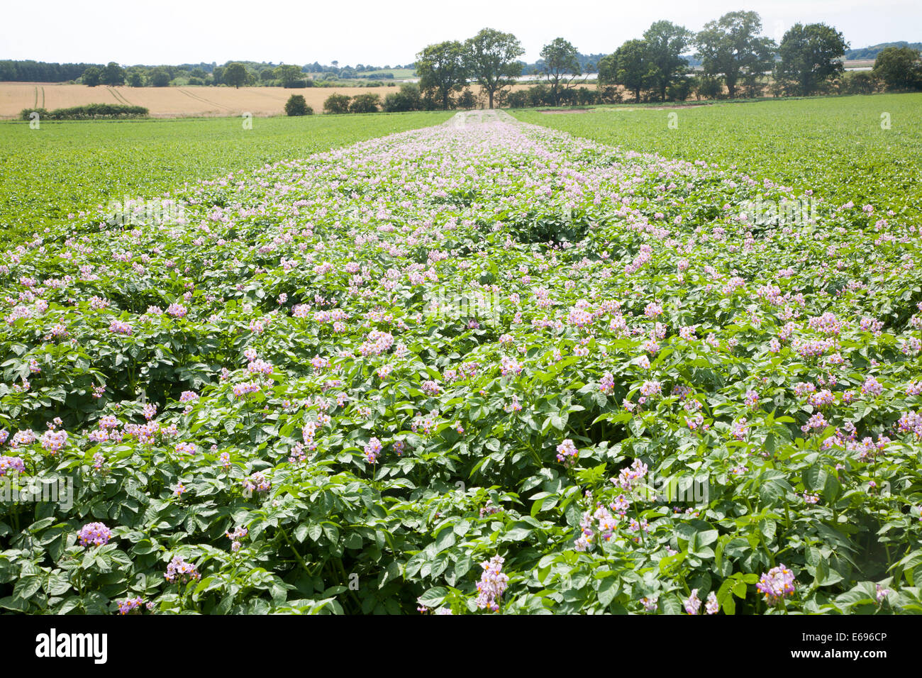 Rows of flowering potato potatoes growing in a field Suffolk, England ...