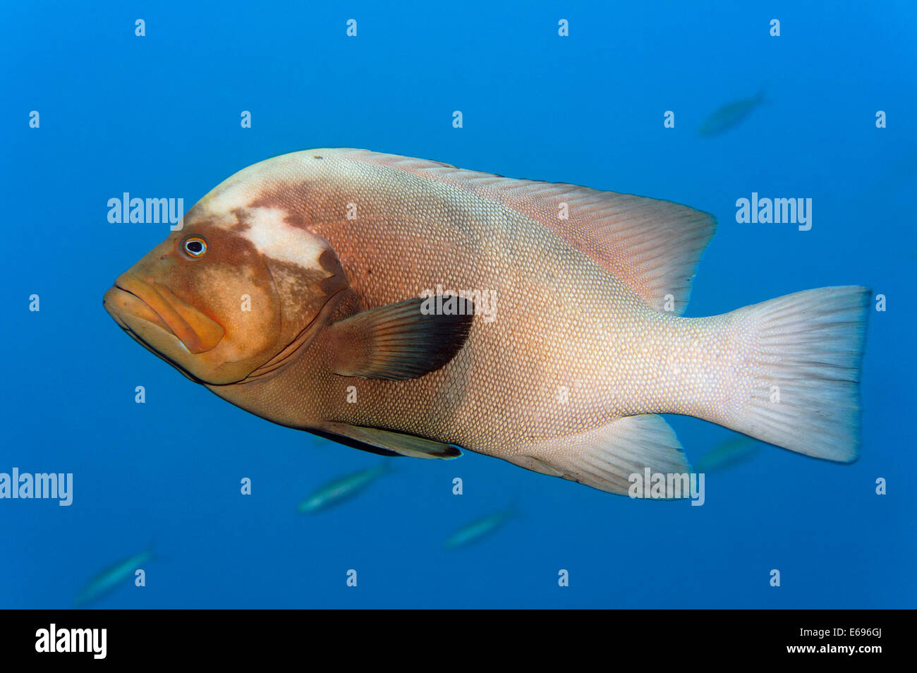 Redmouth grouper (Aethaloperca rogaa), Makadi Bay, Red Sea, Hurghada ...