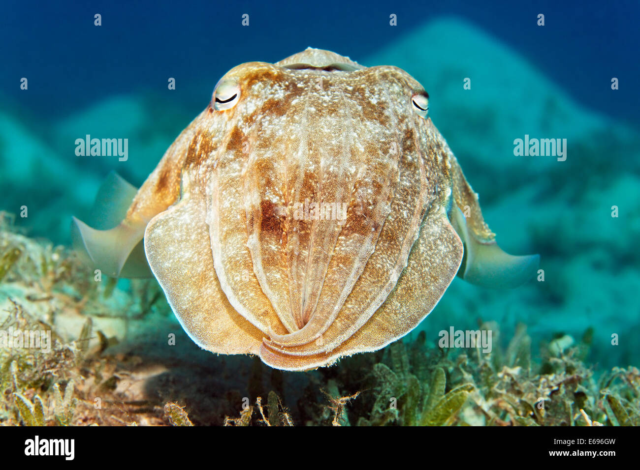 Broadclub cuttlefish (Sepia latimanus), Makadi Bay, Red Sea, Hurghada ...