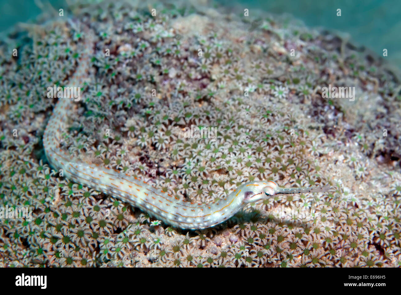 Black-breasted pipefish (Corythoichthys nigripectus), Makadi Bay, Red ...
