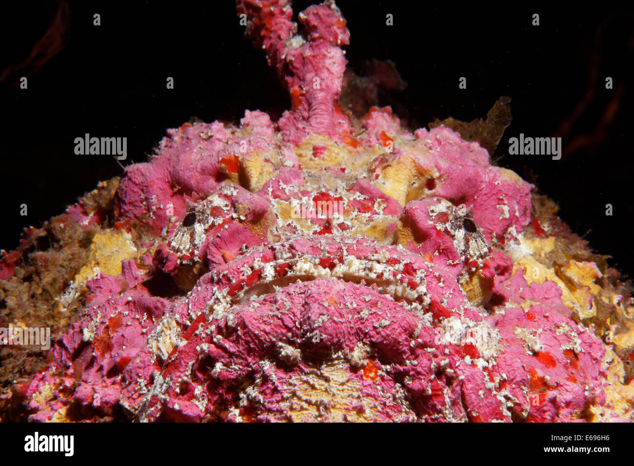Reef stonefish (Synanceia verrucosa), Makadi Bay, Red Sea, Hurghada ...