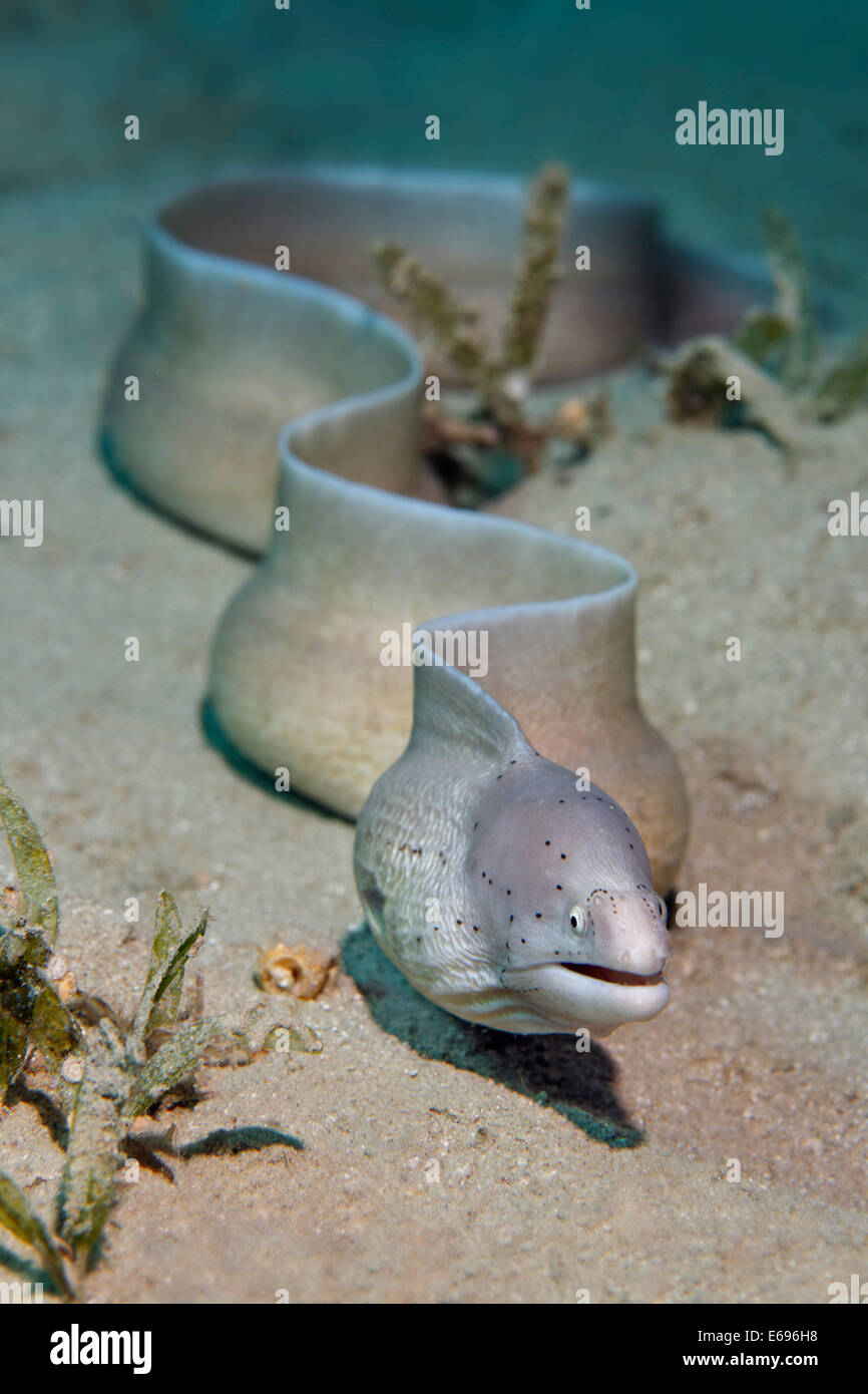 Geometric moray (Gymnothorax griseus), Makadi Bay, Red Sea, Hurghada ...