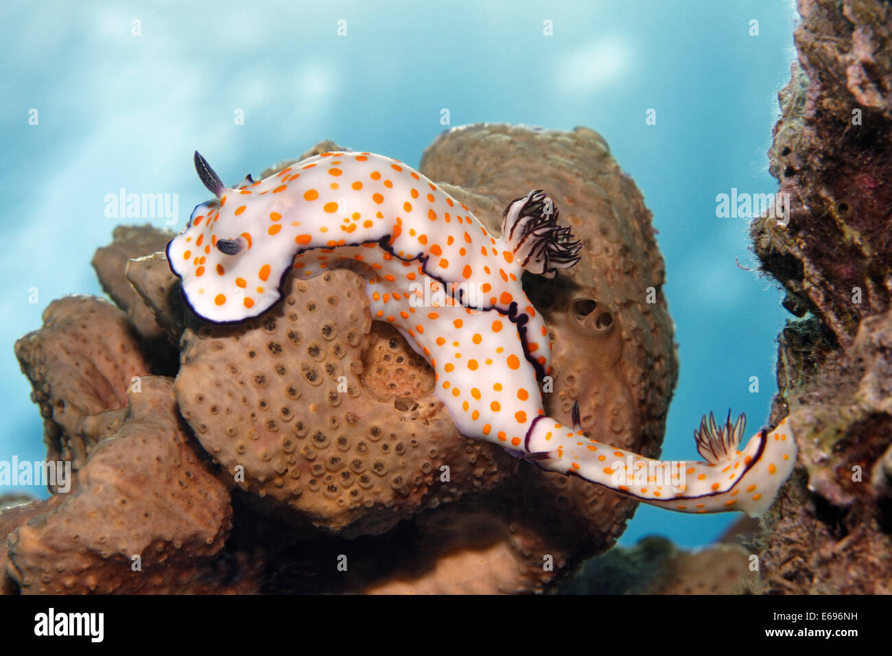 Pulcella hi-res stock photography and images - Alamy