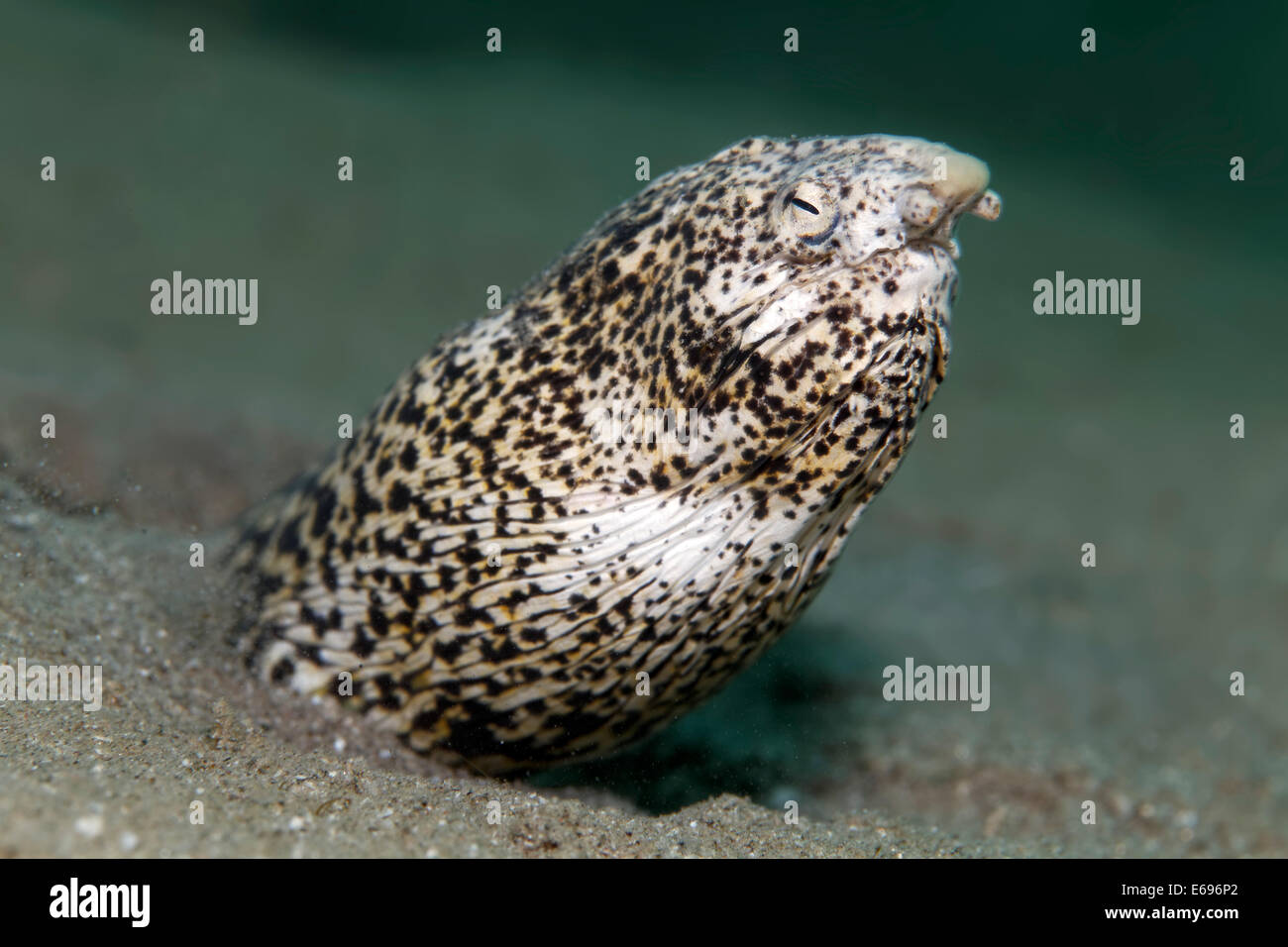 Marbled snake eel (Callechelys marmorata) looking out of a sandy ground ...