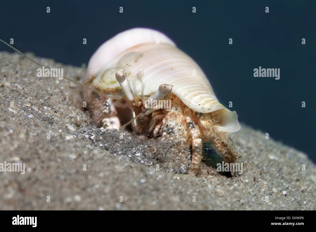 Hermit Crab (Dardanus sp.) on sandy ground, Red Sea, Makadi Bay ...