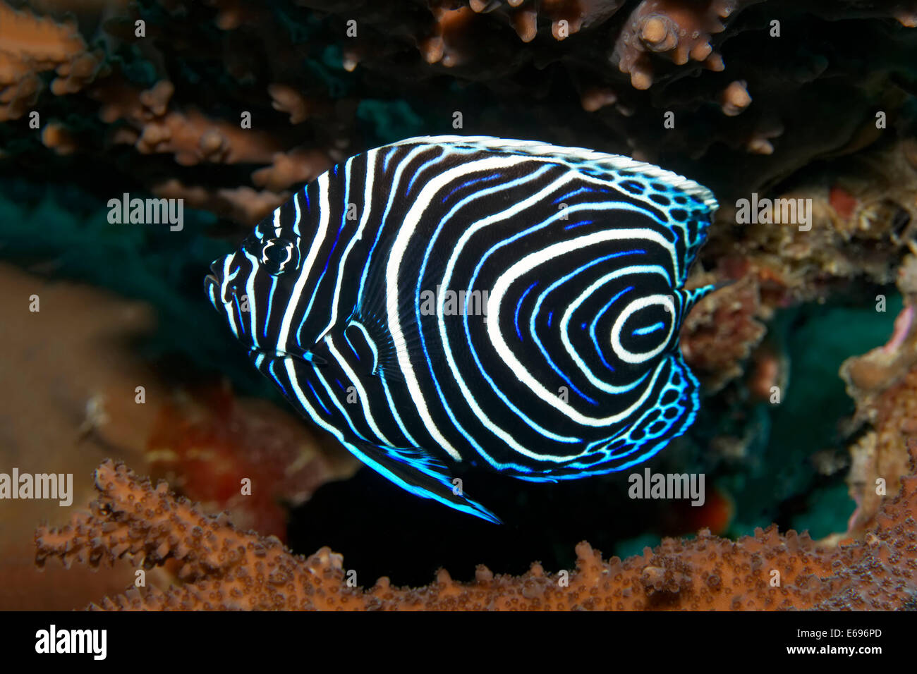 Blue Ring Angelfish Juvenile