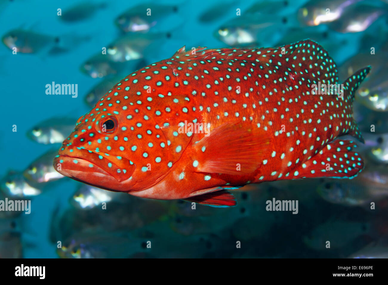 Dwarf spotted grouper fish High Resolution Stock Photography and Images ...
