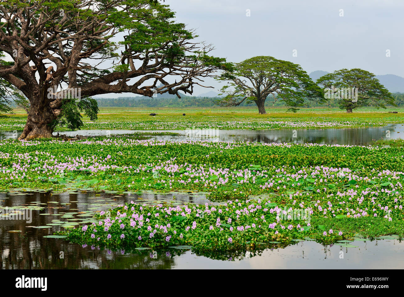 Wewa hi-res stock photography and images - Alamy