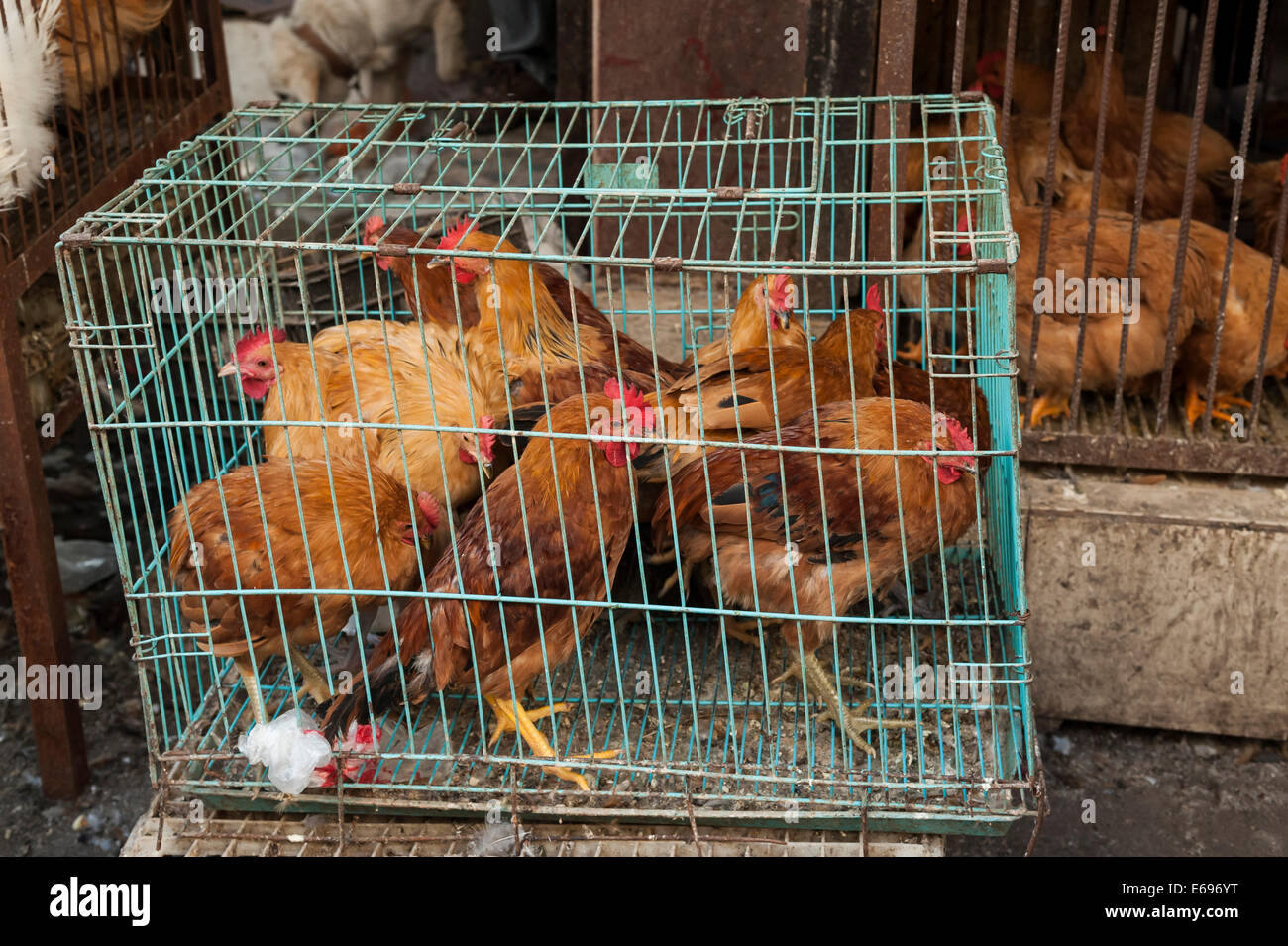 Caged chickens hi-res stock photography and images - Alamy