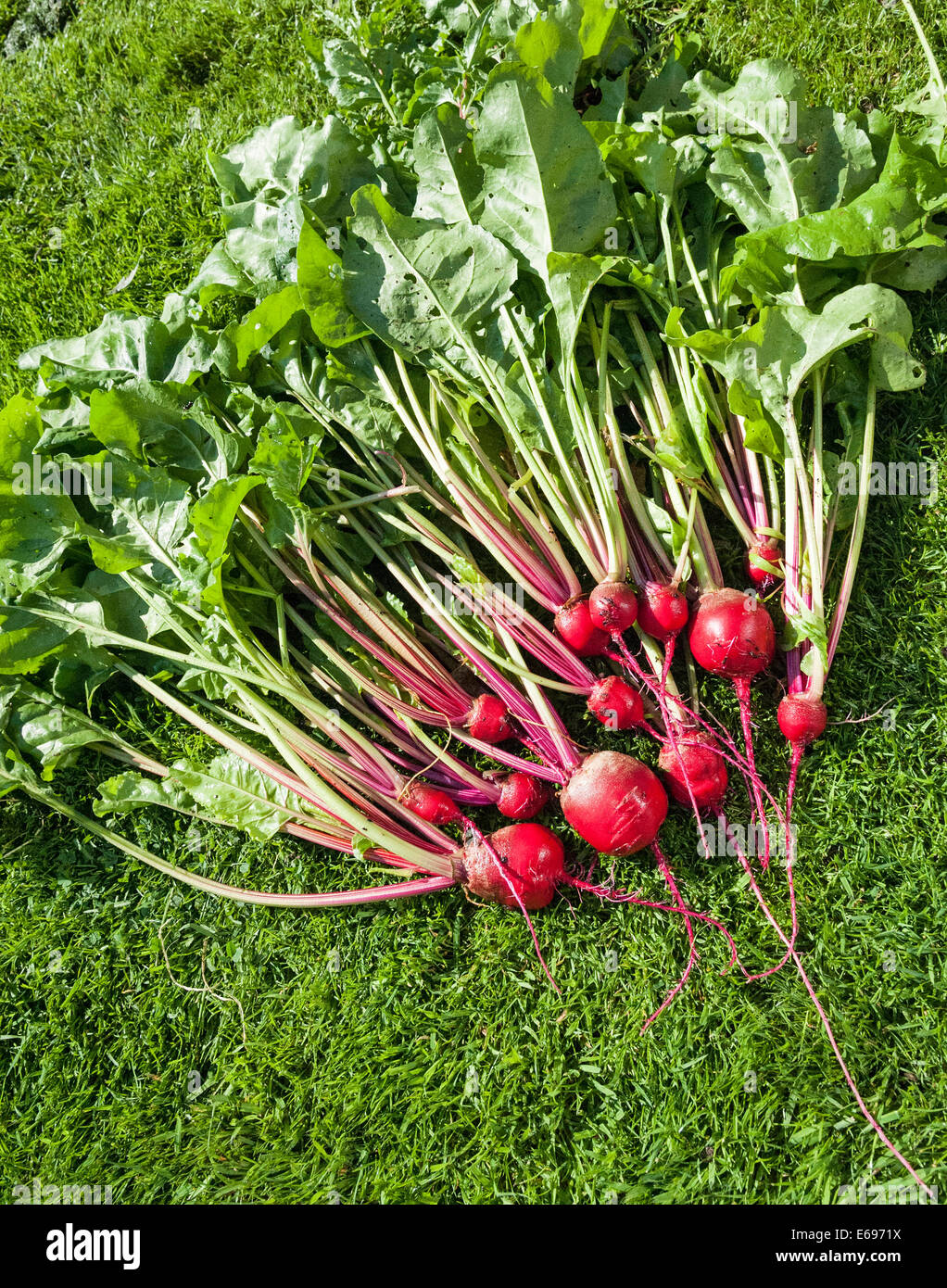 Freshly picked garden beets hi-res stock photography and images - Alamy