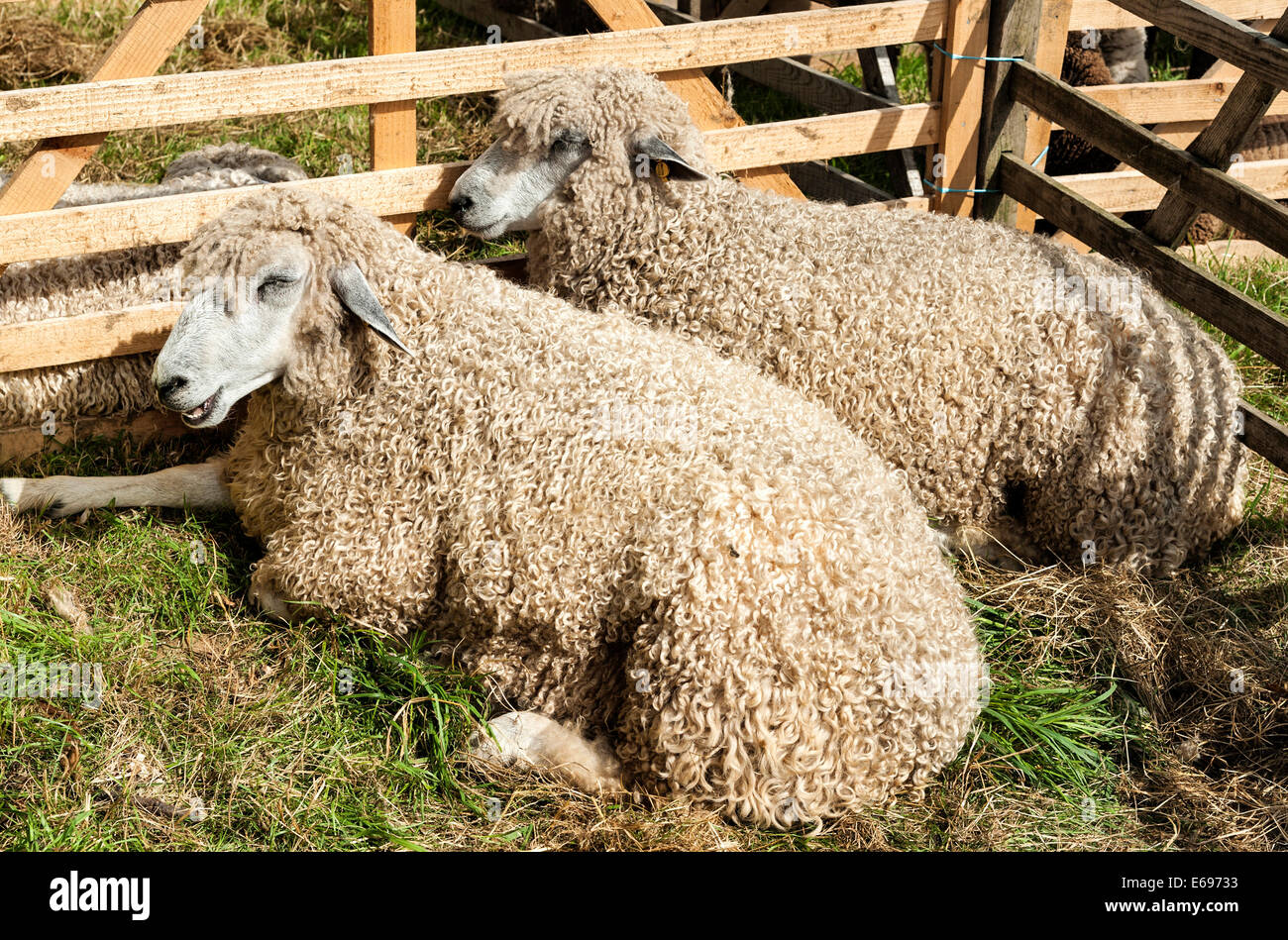Lincoln longwool sheep agricultural show hi-res stock photography and ...