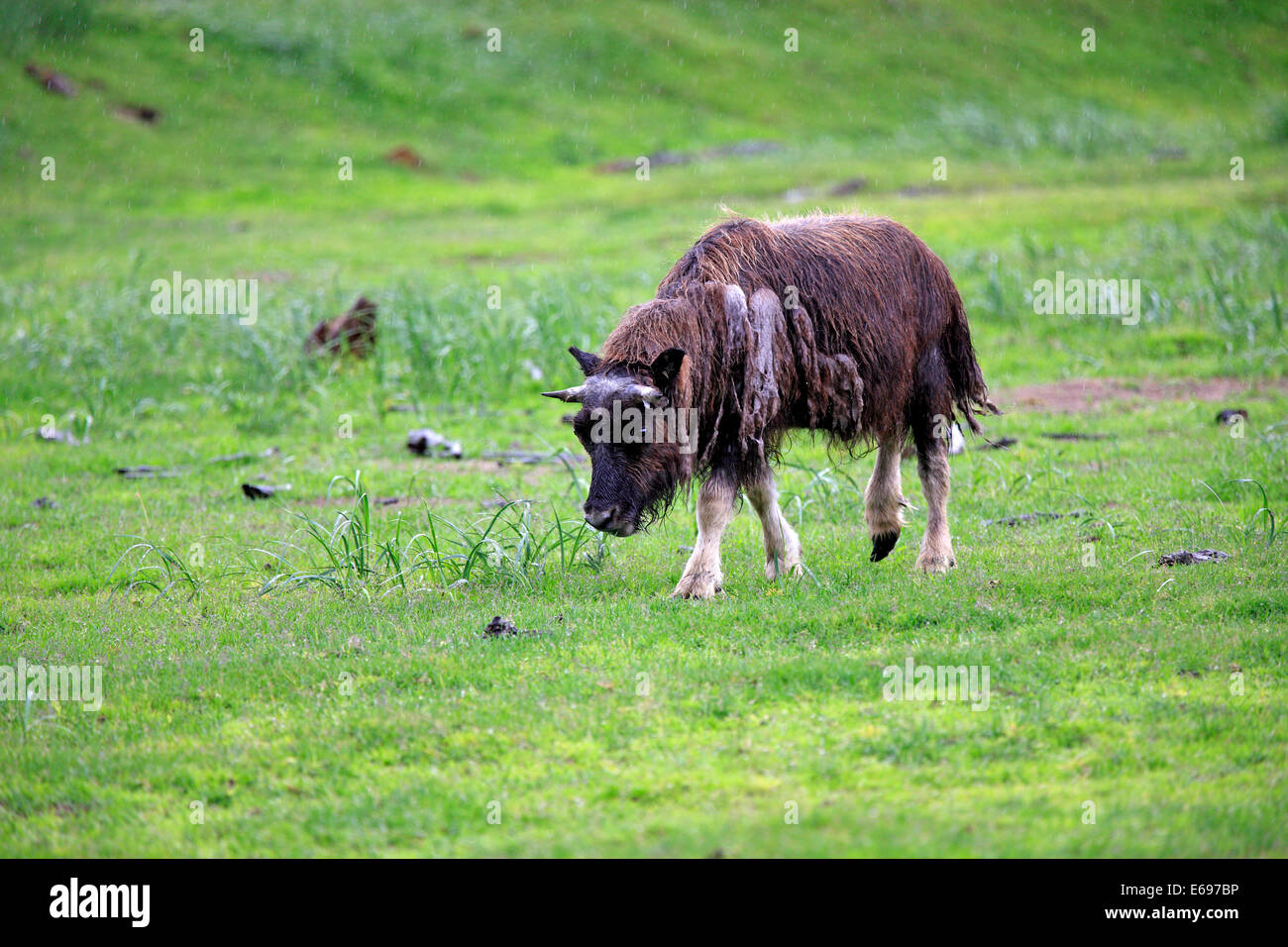 Musk Ox or Muskox (Ovibos moschatus), young, Alaska Wildlife ...