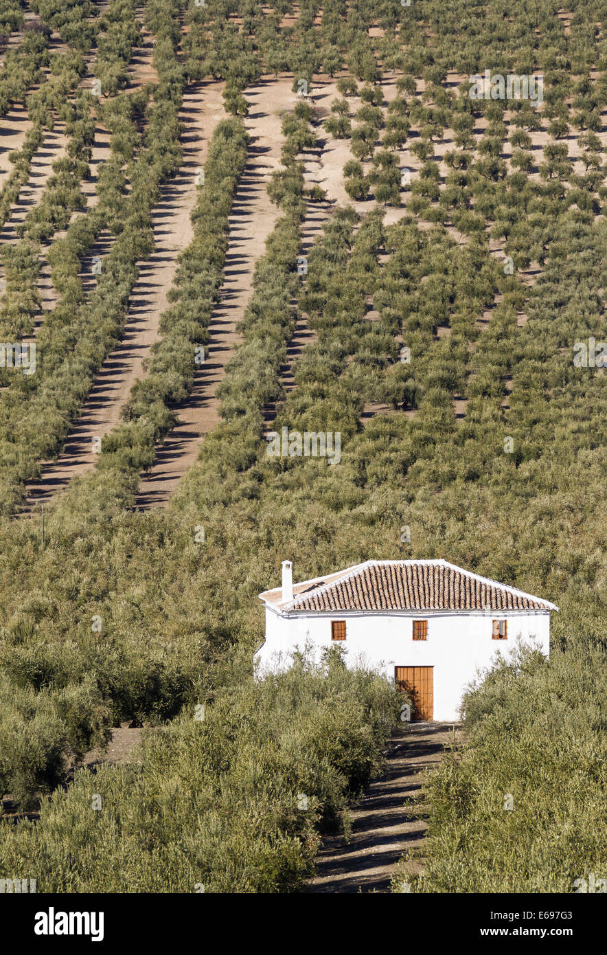 Cultivated Olive trees (Olea europaea) and farmhouse, Córdoba province ...
