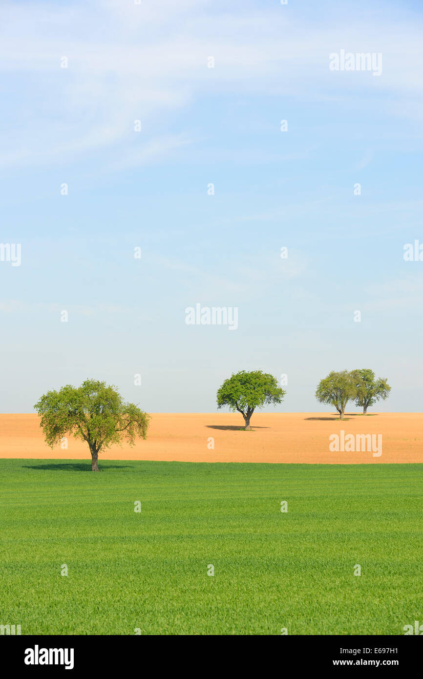 Pear trees on a field in spring, Baden-Württemberg, Germany Stock Photo ...