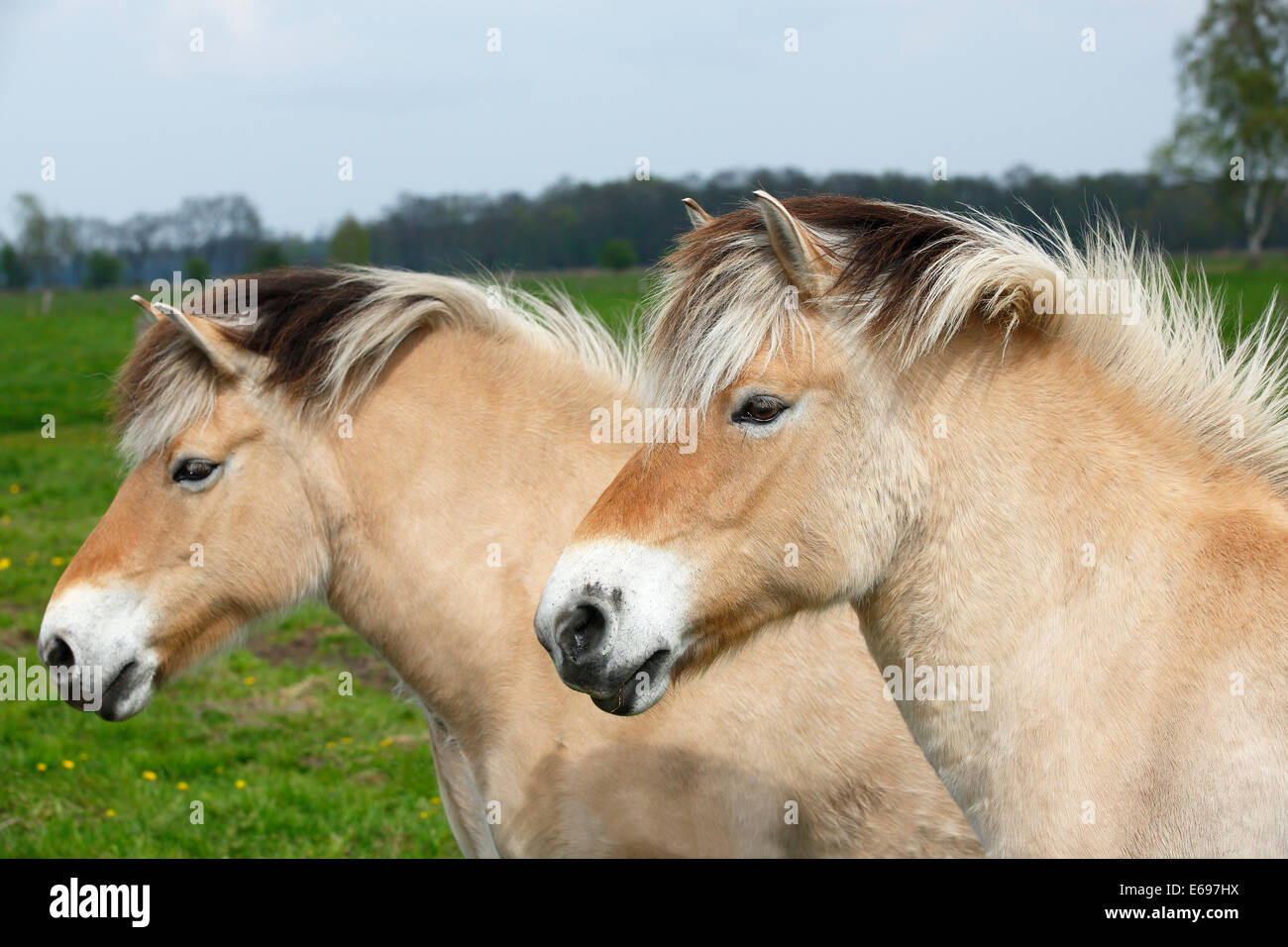 Norwegian Fjord Horses High Resolution Stock Photography and Images - Alamy