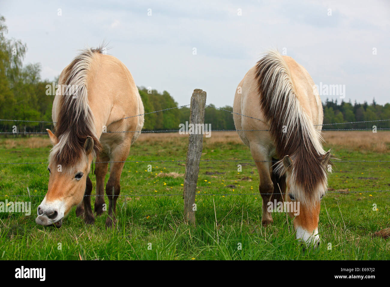 Norwegian Fjord Horse Grazing Stock Photos & Norwegian Fjord Horse ...