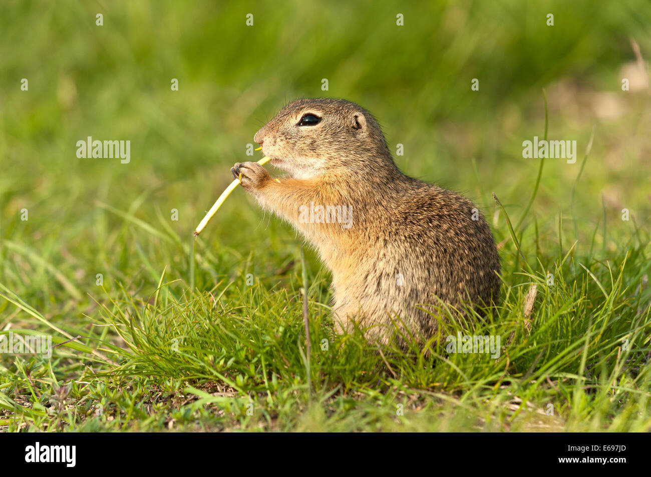 European Ground Squirrel or European Souslik (Spermophilus citellus ...
