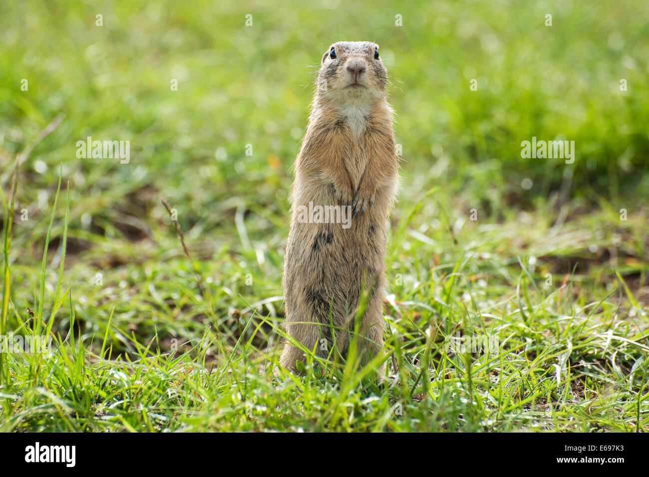 European Ground Squirrel or European Souslik (Spermophilus citellus ...