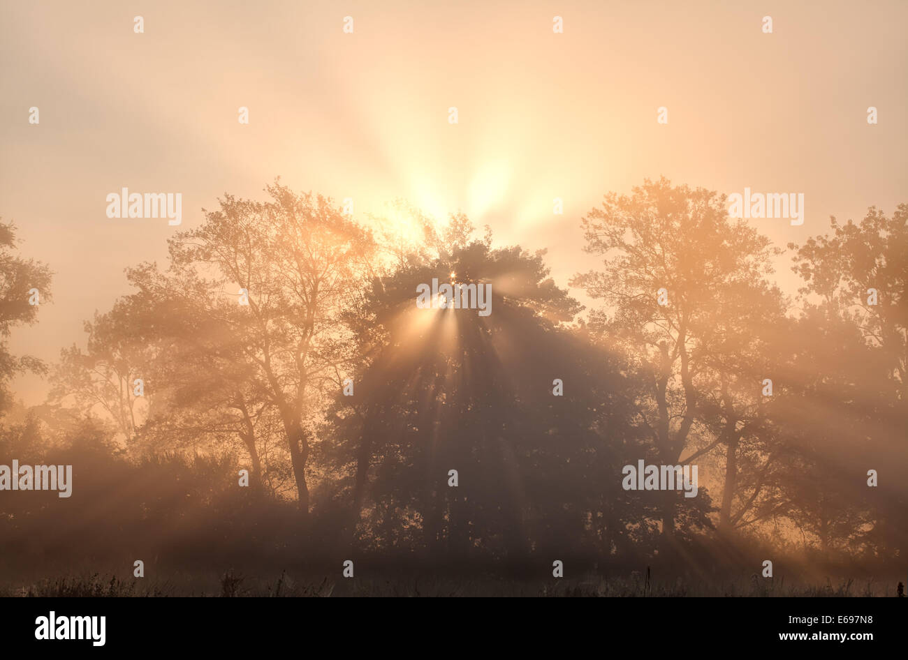 sunbeams through tree in misty morning Stock Photo - Alamy