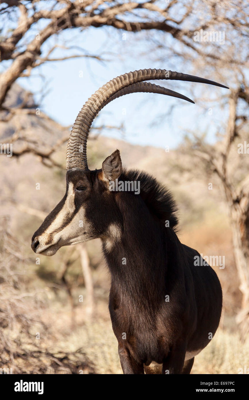 Sable Antelope (Hippotragus niger), Khomas Region, Namibia Stock Photo ...