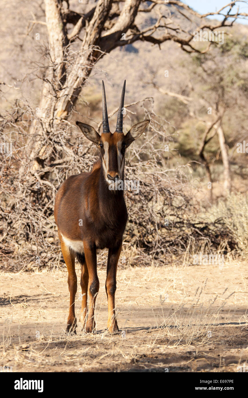 Sable Antelope (Hippotragus niger), Khomas Region, Namibia Stock Photo ...