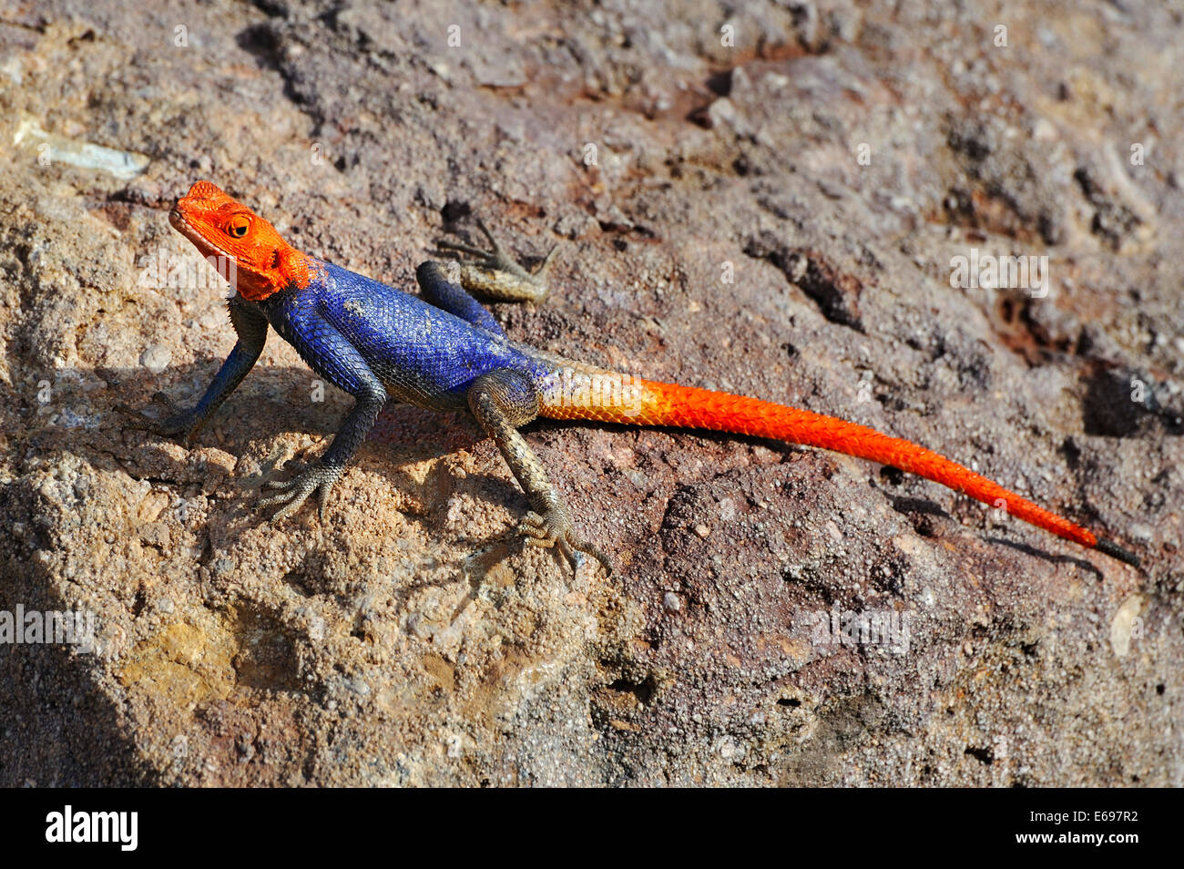 Planiceps Stock Photos & Planiceps Stock Images - Alamy
