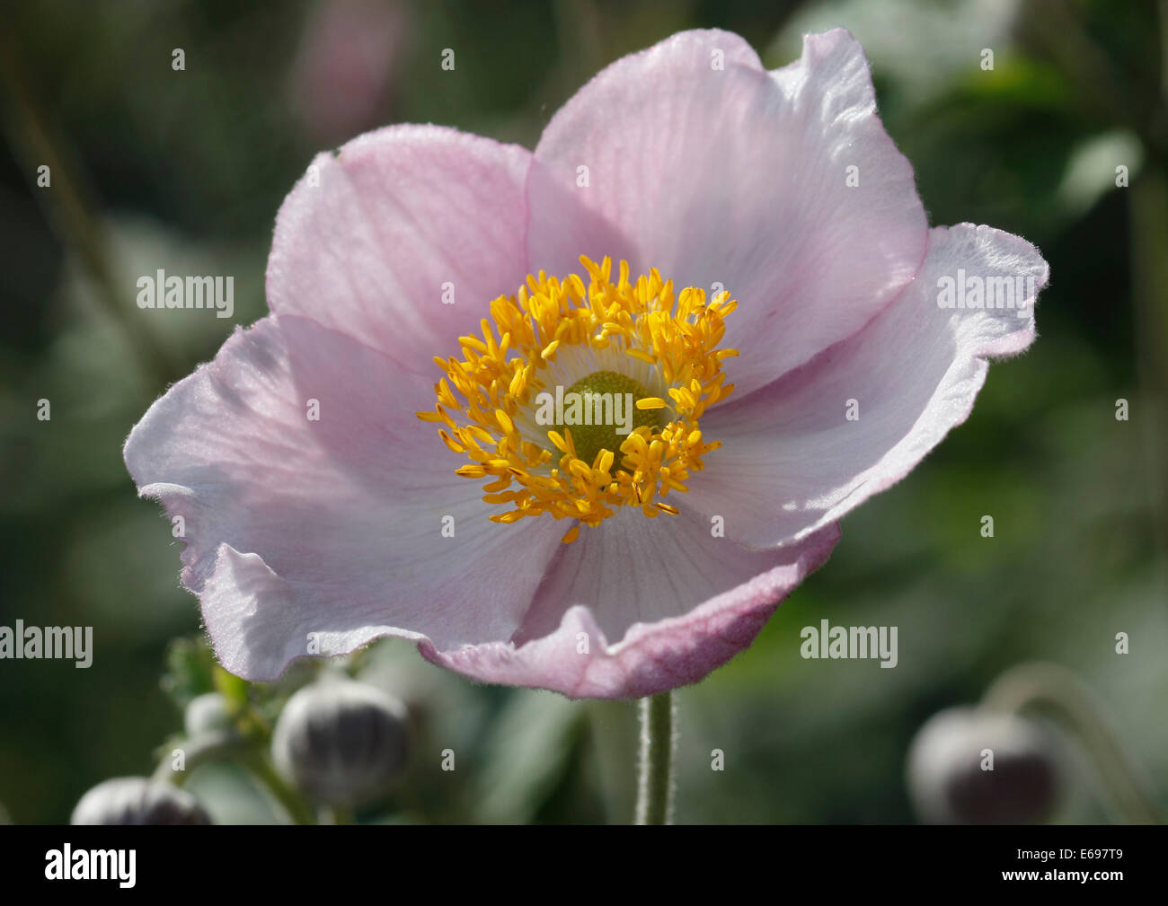 Chinese anemone (Anemone hupehensis Stock Photo - Alamy