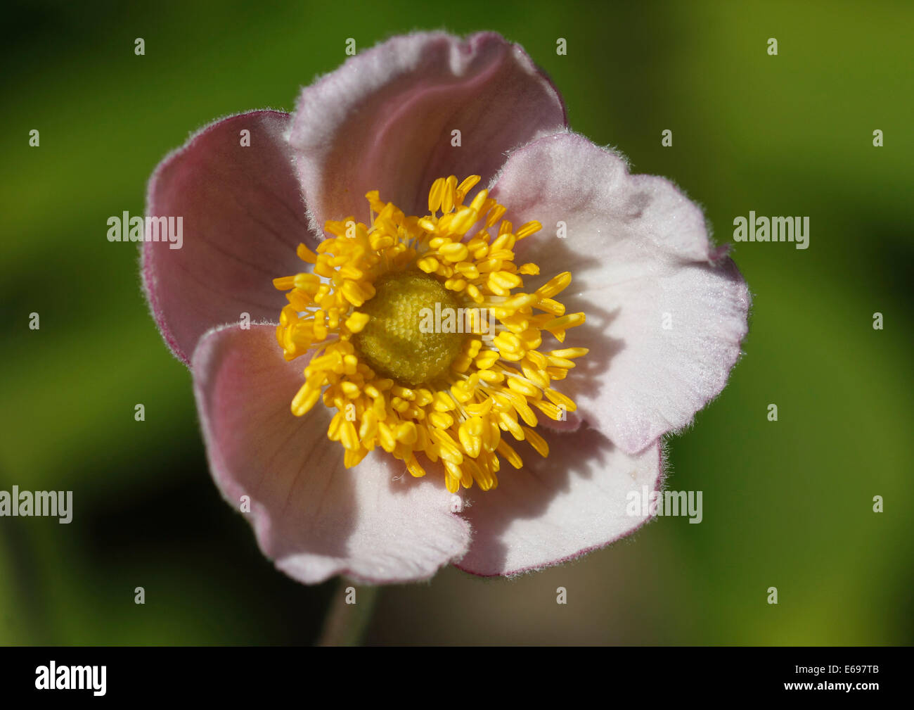 Chinese Anemone (Anemone hupehensis Stock Photo - Alamy
