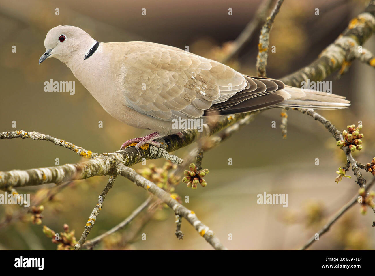 Collared Dove (Streptopelia decaocto), Allgäu, Germany Stock Photo - Alamy