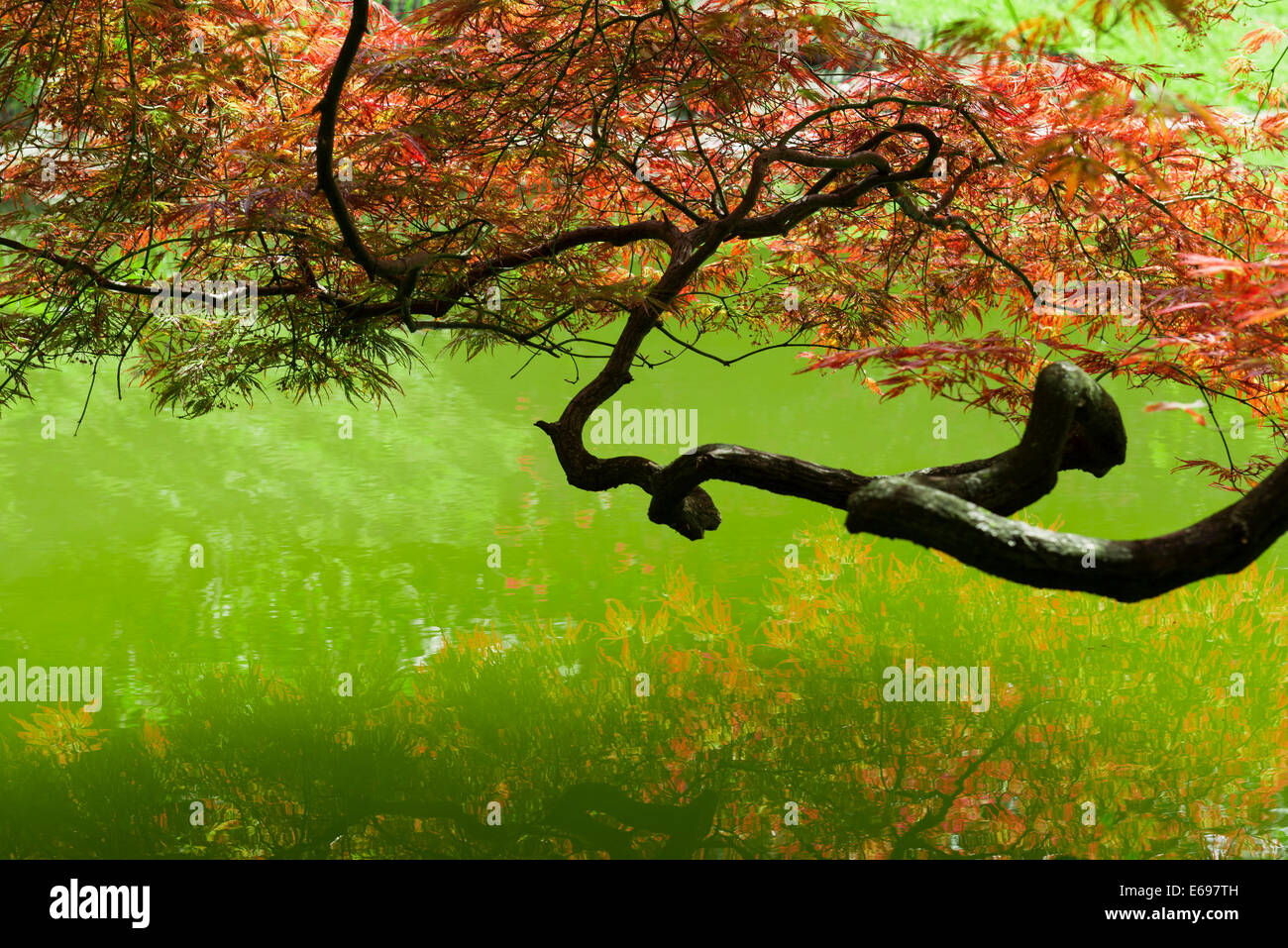 Downy Japanese Maple (Acer japonicum), gardens of Villa Melzi, Lake ...