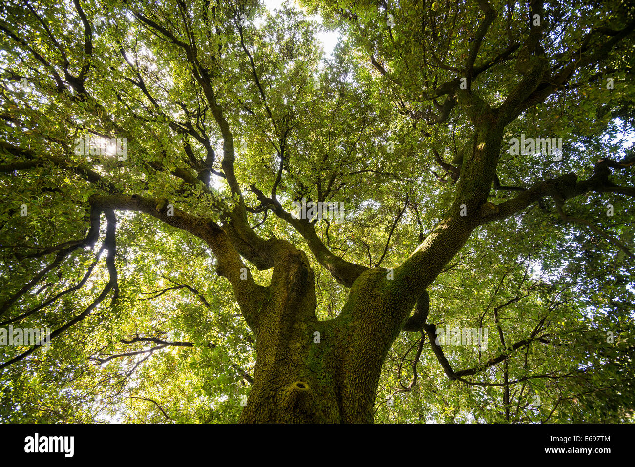 Branch oak tree italy hi-res stock photography and images - Alamy