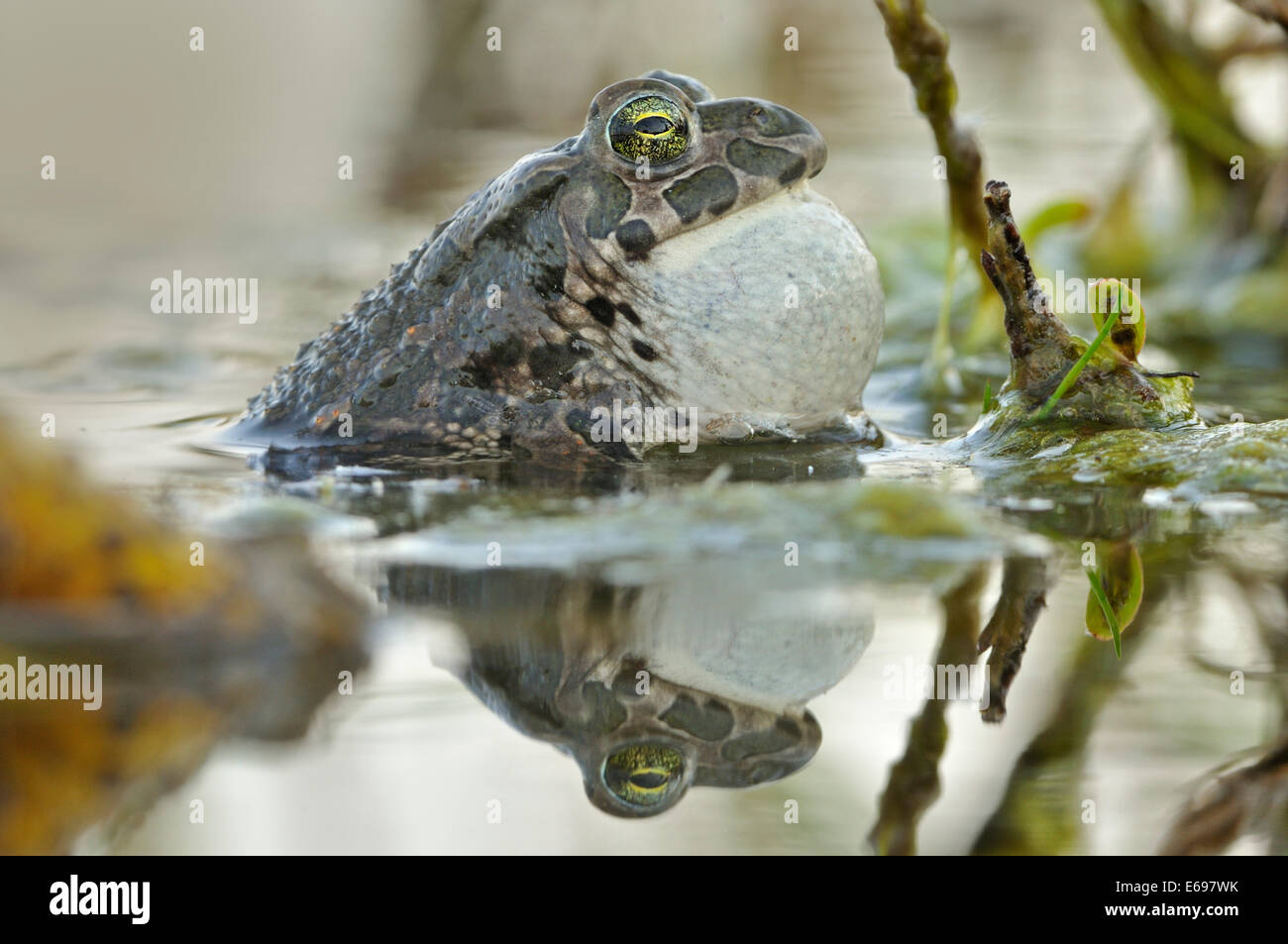 Green Toad (Bufo viridis complex) with a full vocal sac while calling ...