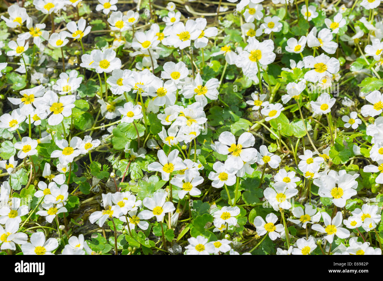 Common Water crowfoot (Ranunculus aquatilis), Extremadura, Spain Stock ...