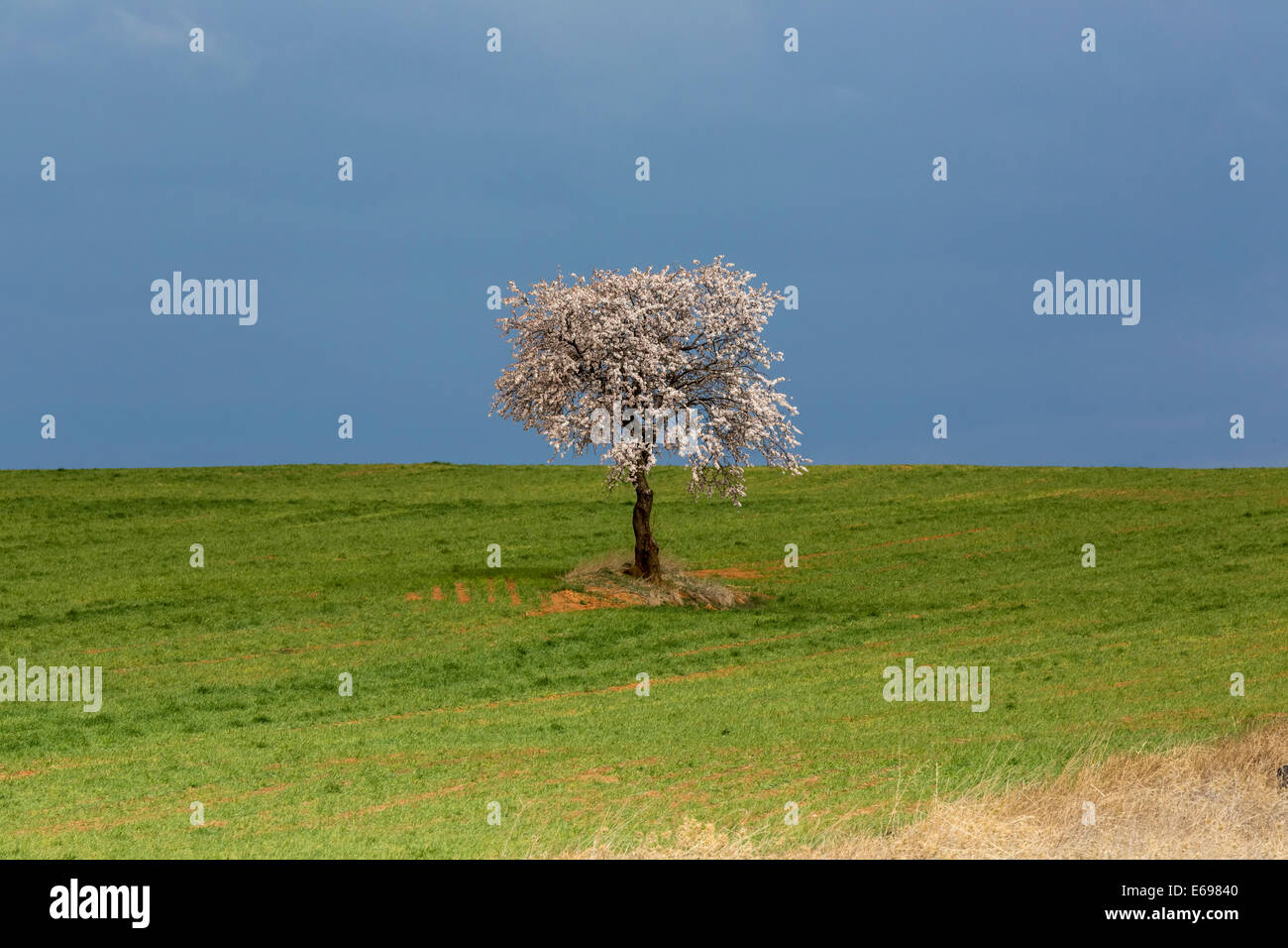 Solitary blossoming tree in a field, Valencia, Spain Stock Photo - Alamy