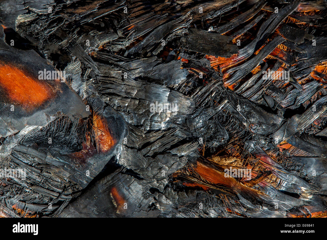 Charred tree trunk Stock Photo - Alamy