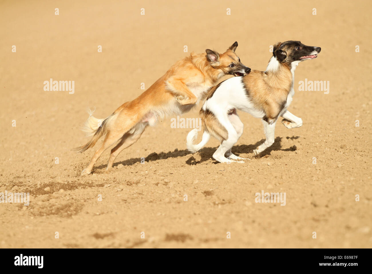 Silken Windsprite male dogs playing on a field, Rhineland-Palatinate ...