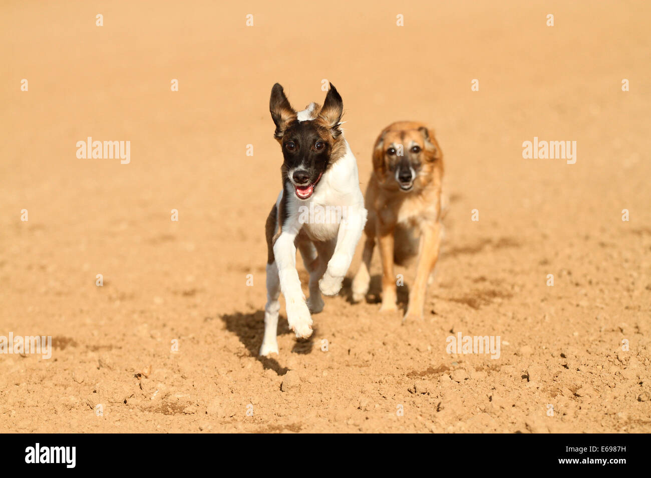 Silken Windsprite male dog running on a field, Rhineland-Palatinate ...